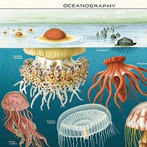 Cavallini | Art | Cavallini Co Oceanography Luxury Vintage Image Poster ...